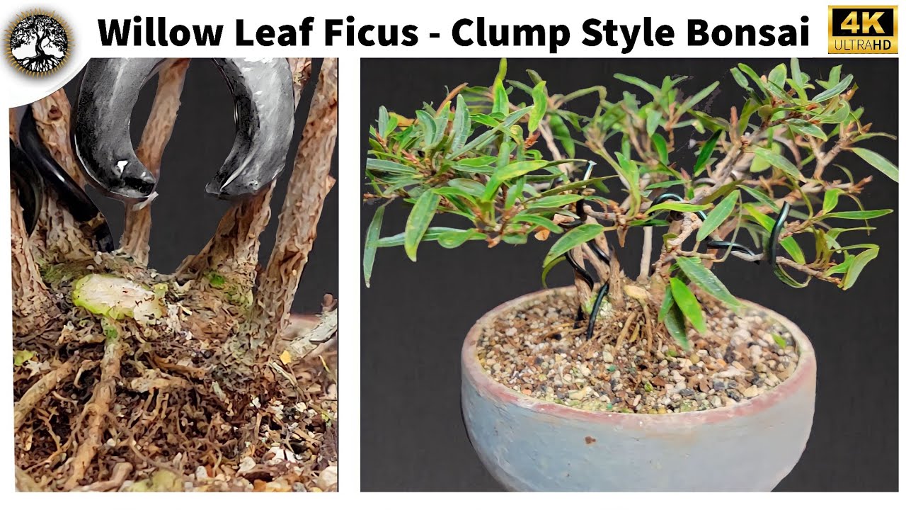 Willow Leaf Ficus - Clump Style Bonsai - YouTube