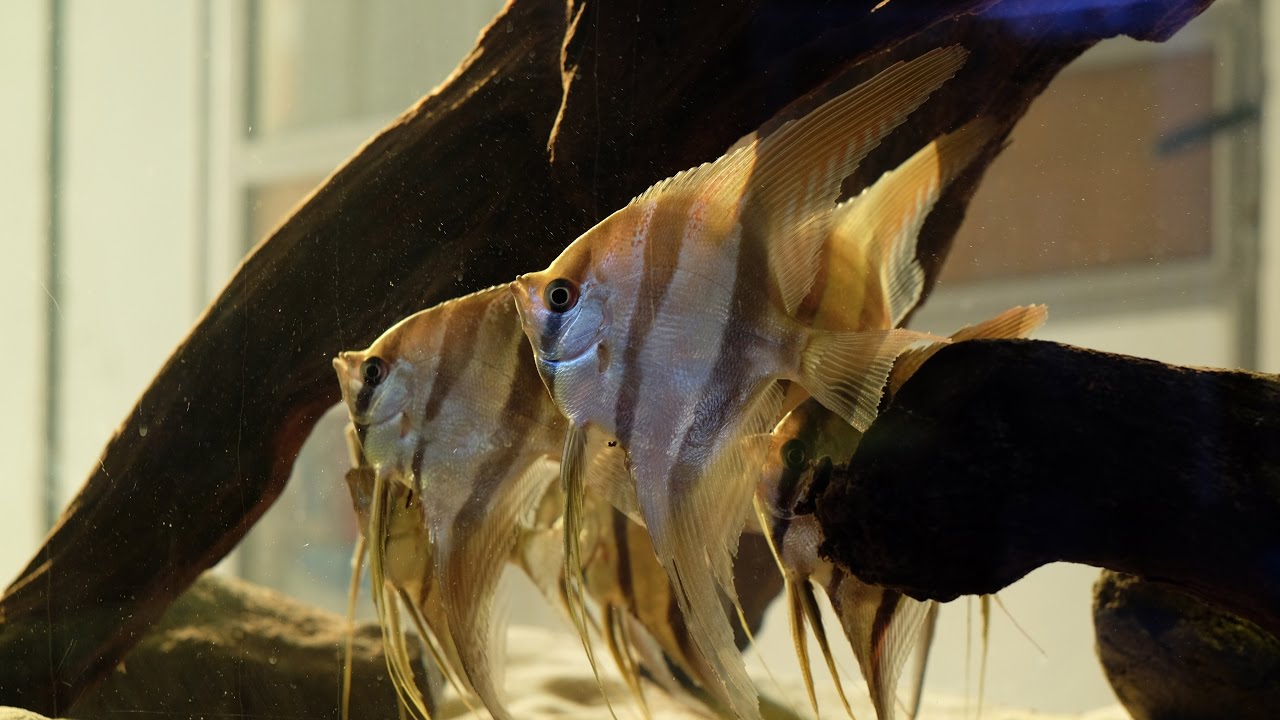 Pterophyllum altum "Atabapo" wild - YouTube
