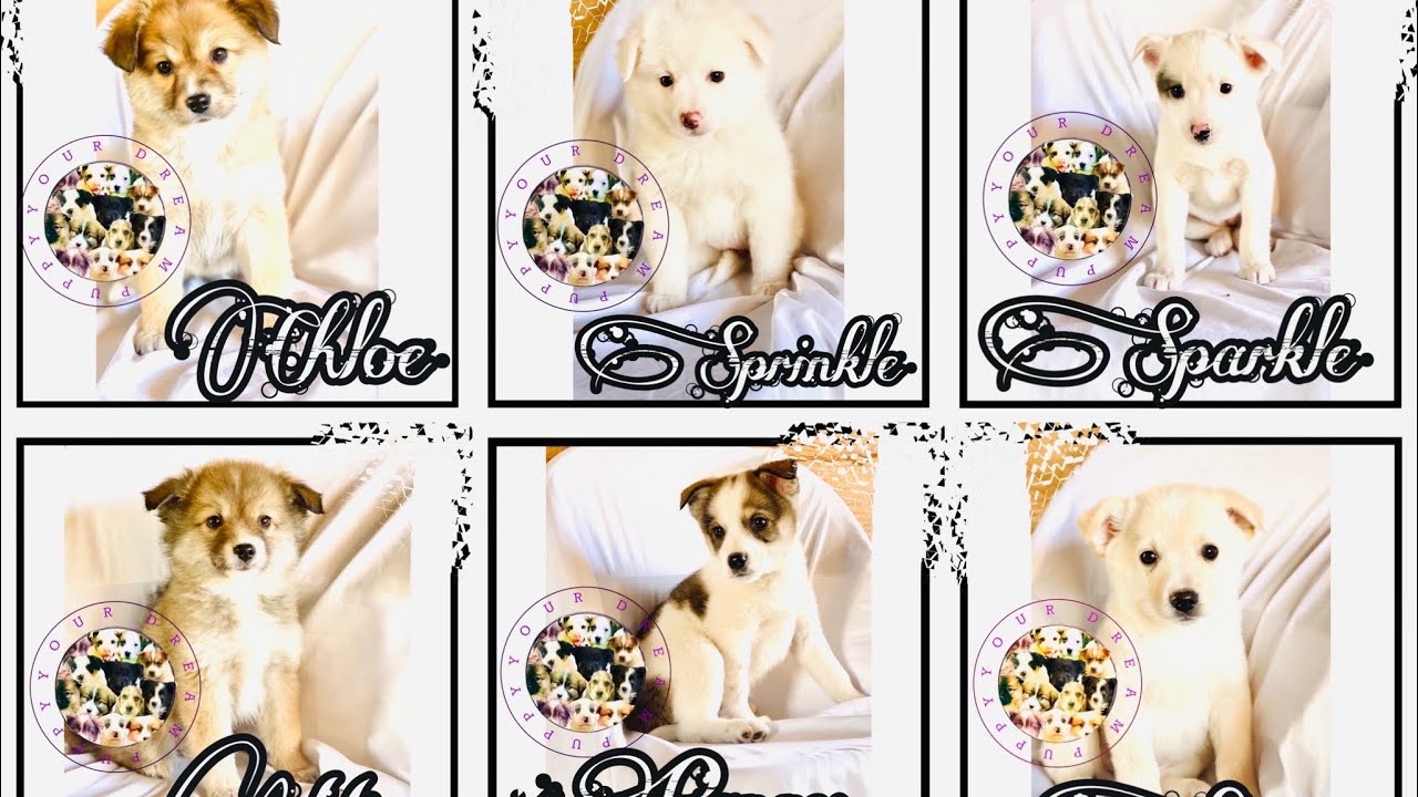 American Eskimo jack Russell Mix Puppies fighting over toys - YouTube