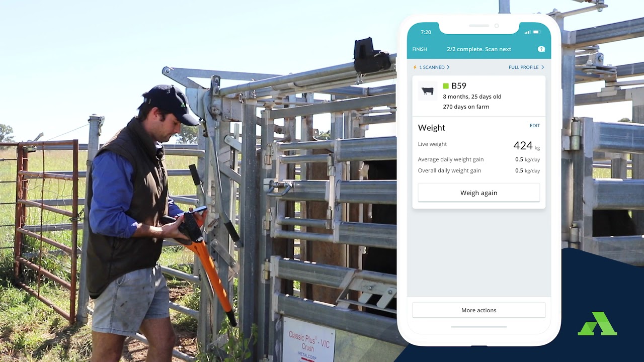 Live Weight Session- Individual Animal Management - YouTube
