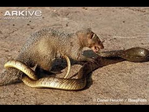 the fierce battle between Mongoose and Cobra - YouTube