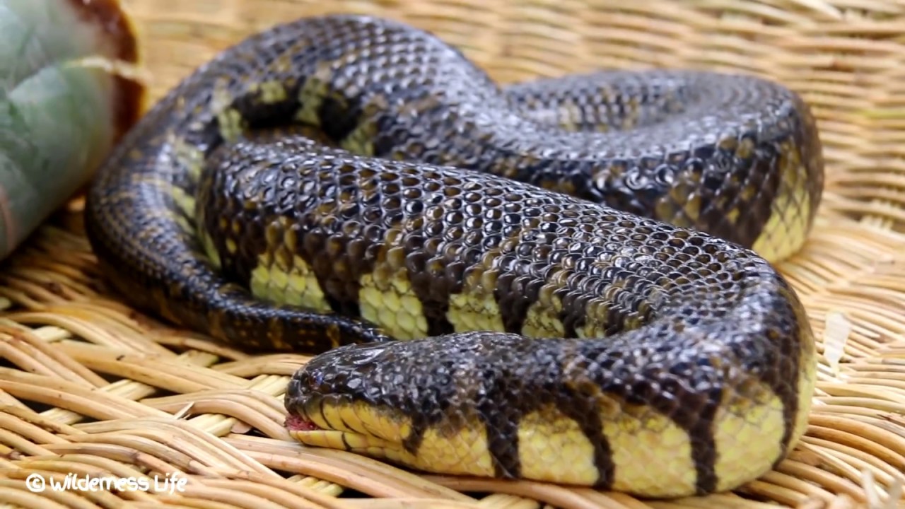 Catch n Cook Biggest Snake - Cooking Biggest Snake Recipe then Eating ...