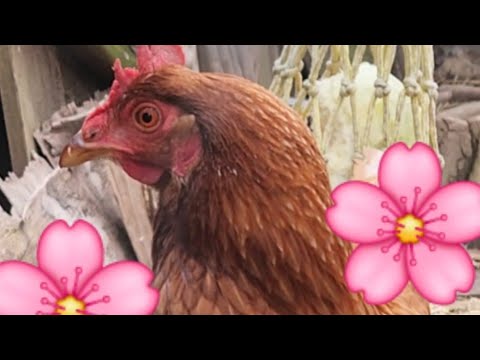 Chicken Cemetery at Shy Hill Farm - YouTube