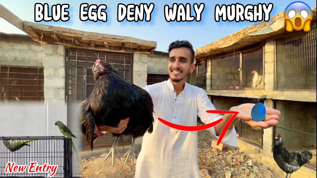 Blue Eggs Deny Waly Murgi 😱 and New Parrot Entry - YouTube