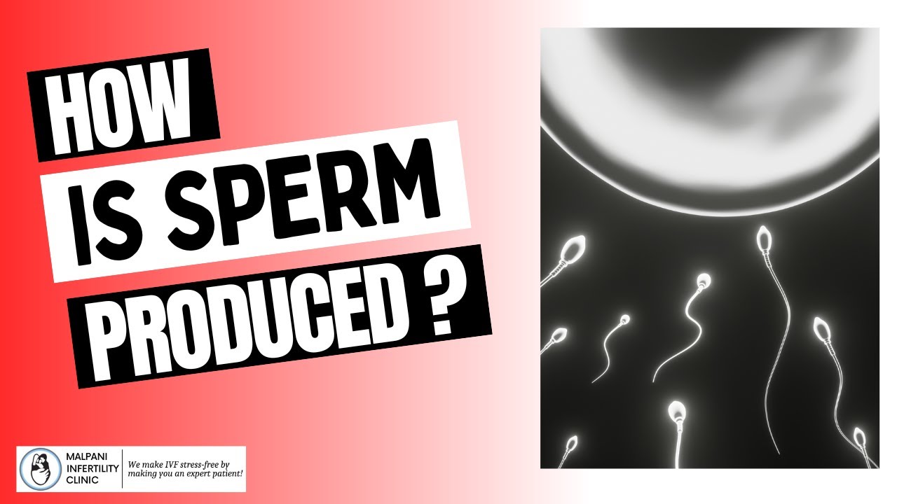 A Journey Through the Male Reproductive System: Sperm Production Explained #spermproduction ...