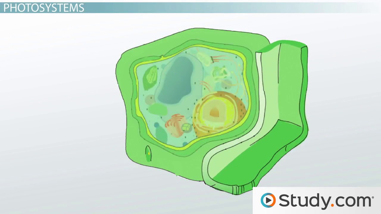 Photolysis and the Light Reactions Definitions, Steps, Reactants ...