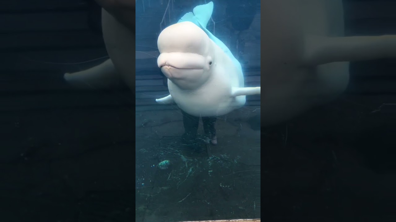 beluga whale saying hi! scared child! - YouTube