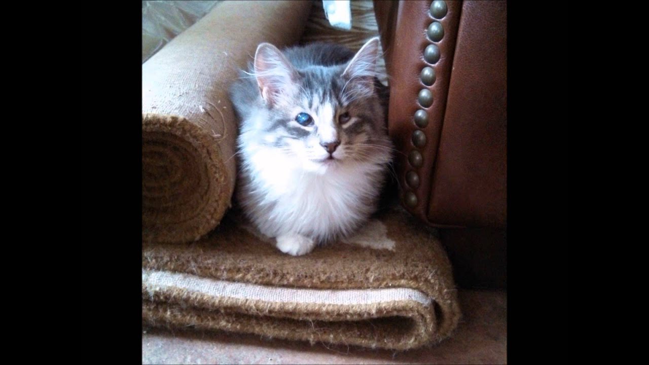 Sweet Love the amazing blind kitty needs a home! - YouTube