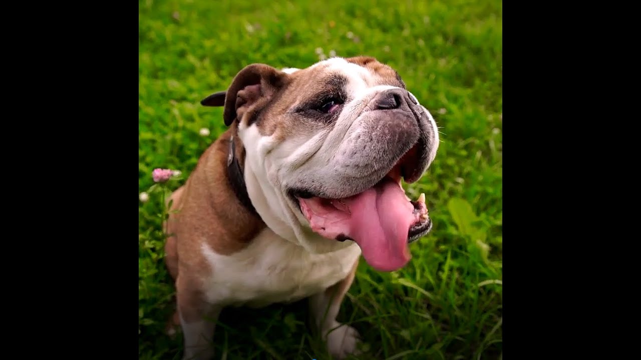 My One Best Friend (Bulldogs) - YouTube