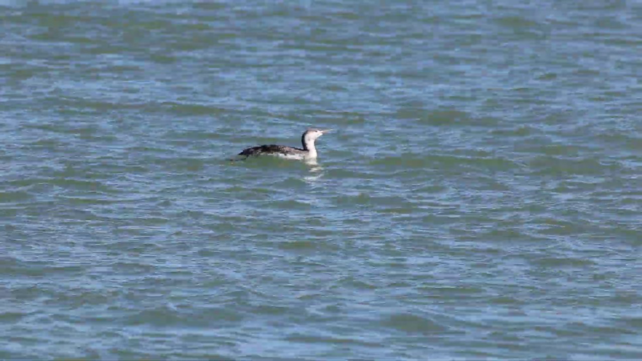 Red-Throated Loon Female 1 HQ HD - YouTube
