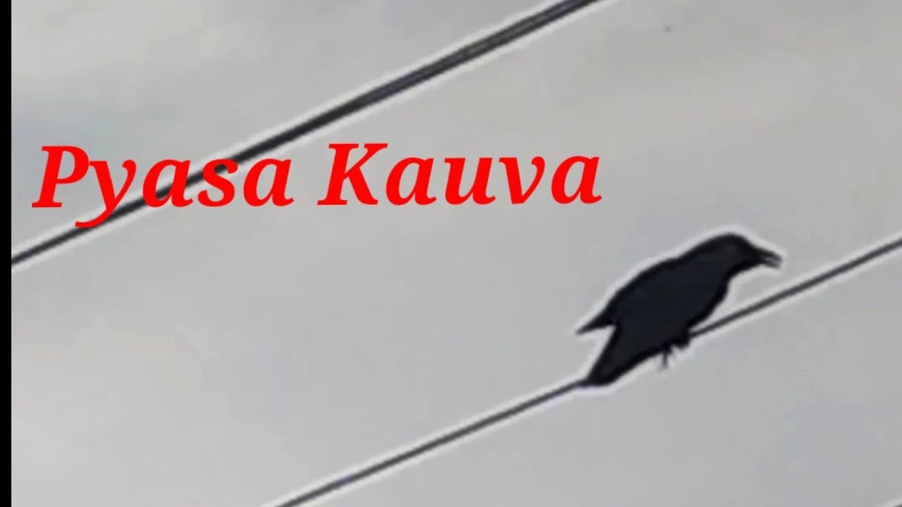 Pyasa Pyasa Kauva.#birds #videos - YouTube