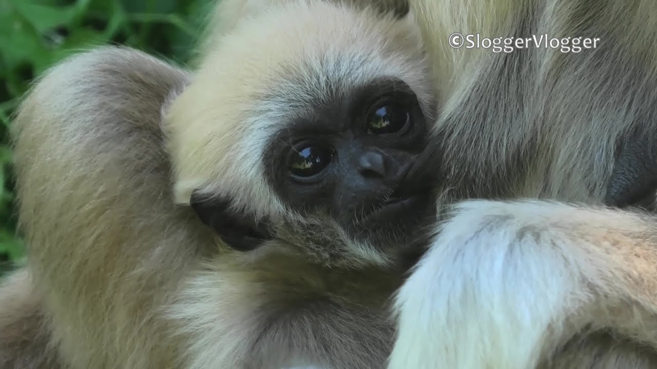 Newborn Gibbon Baby Happy When Mum Comes Back - YouTube