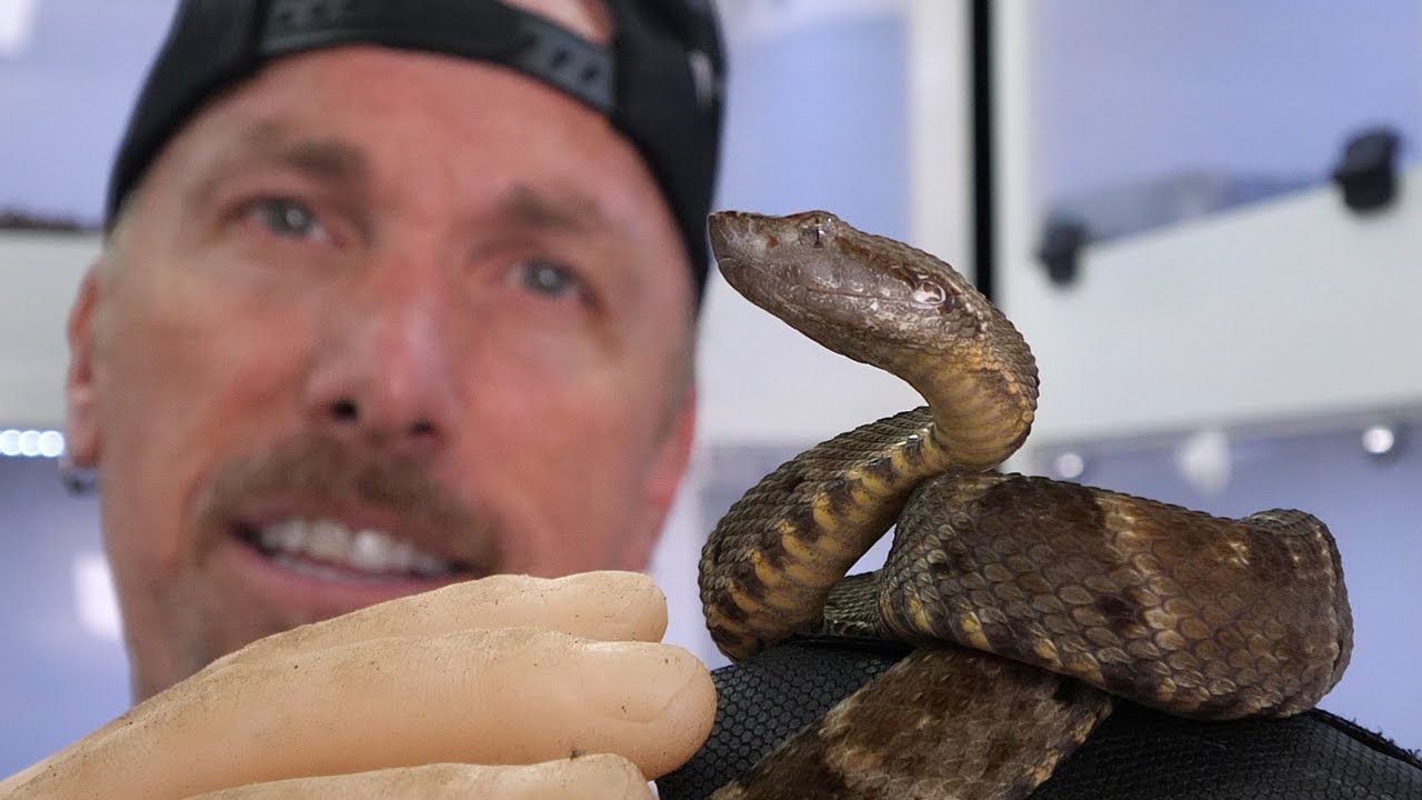 Should I Keep This Deadly Venomous Snake? Fer-de-lance Pit Viper - YouTube
