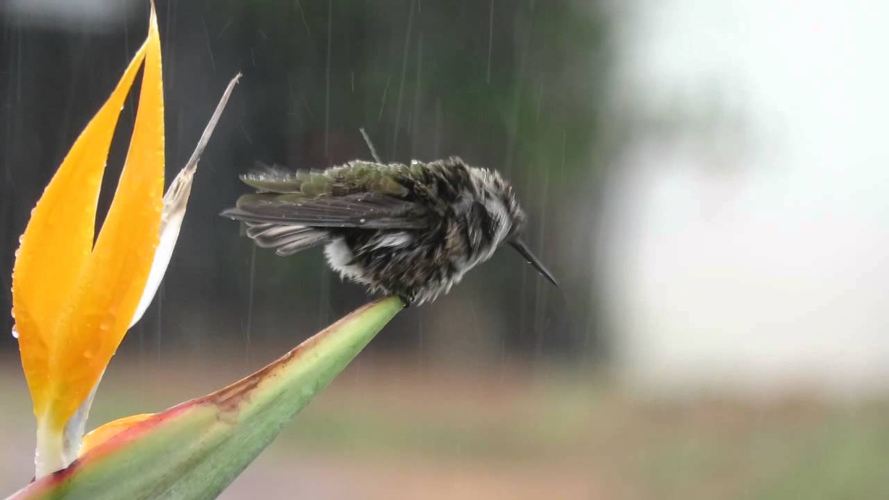 Hummingbird enjoying the rain in San Diego 9.15.15 - YouTube
