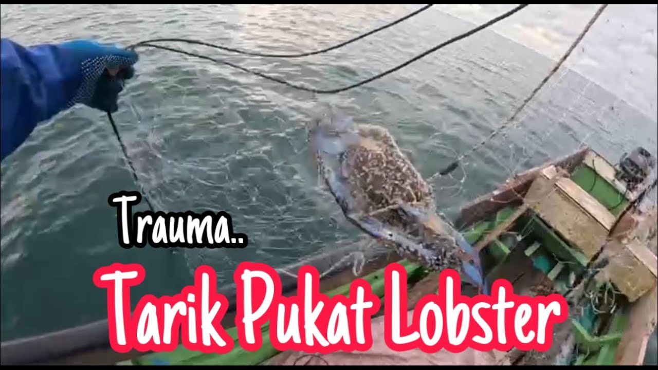 Tarik Pukat Lobster | Masih trauma.. - YouTube