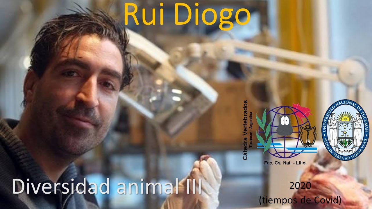 69 Rui Diogo y el Evo Devo - YouTube