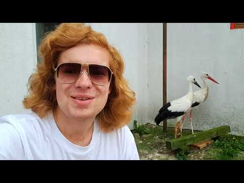 Dwa bociany na jednym ogniu