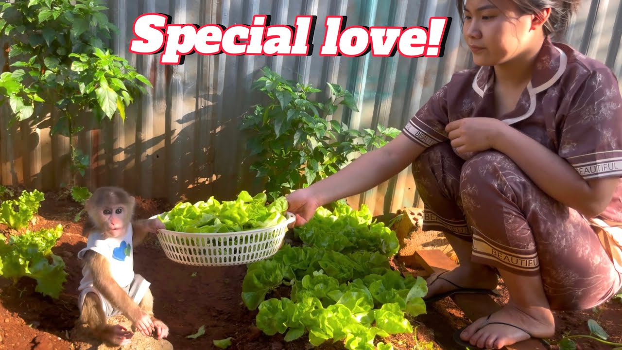 Baby monkey Mit and his new mother harvest vegetables after a period of ...