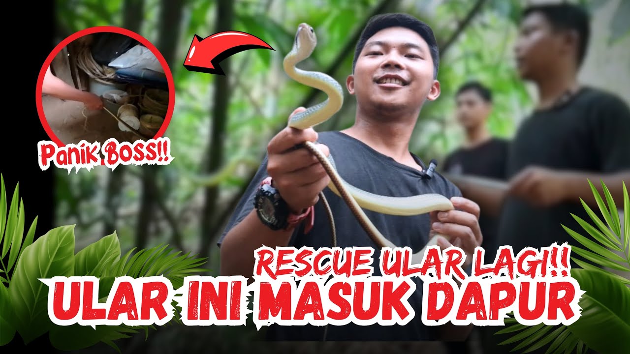 ULAR MASUK DAPUR!! 😱 RESCUE ULAR KOROS (Ptyas Coros) Yang Masuk Ke ...