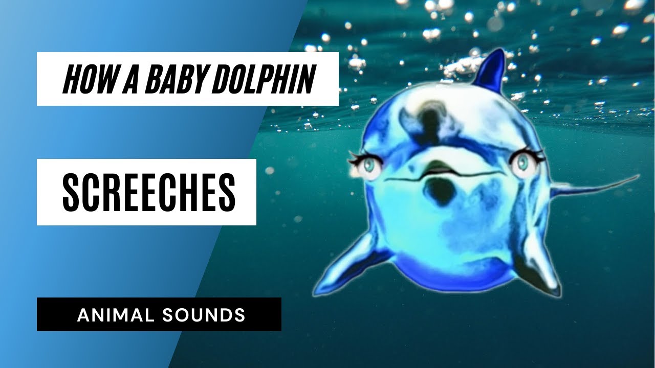 How A Baby Dolphin Screeches - the incredible shrieking baby ...