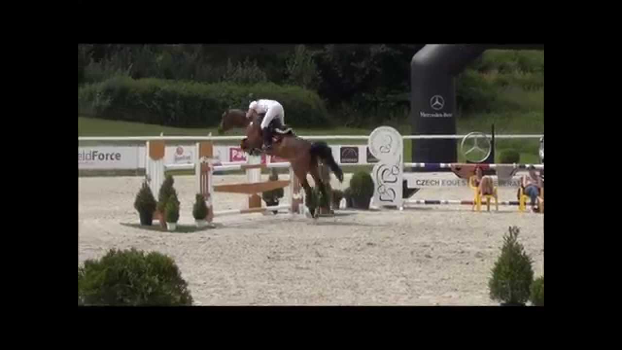 FOR SALE - Benjamin - *2003,gelding,1,30m jumper,Barnaul xx x Lordship ...
