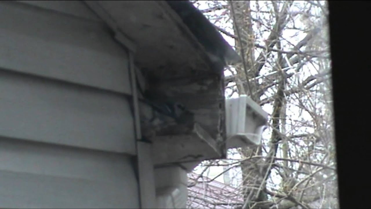 BLUE JAYS BUILDING A NEST - YouTube