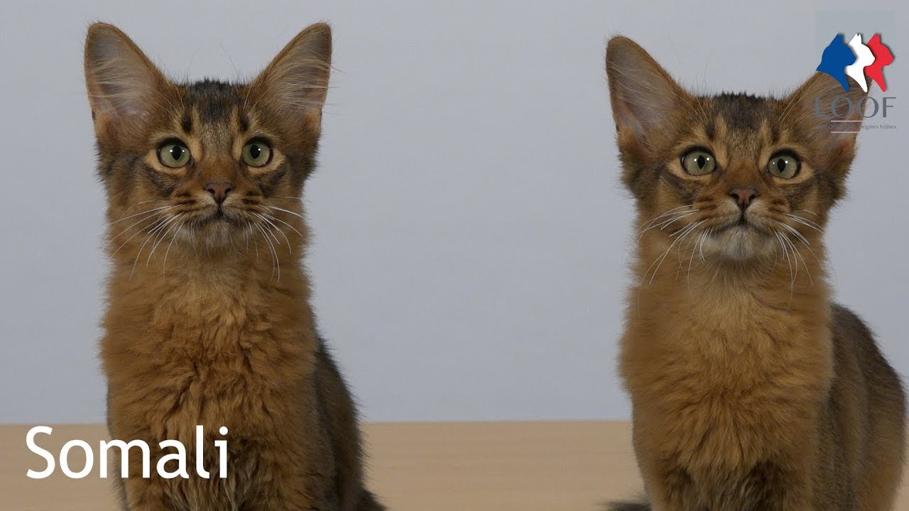 Quelques chats de l'exposition de Chartres 2018... - YouTube