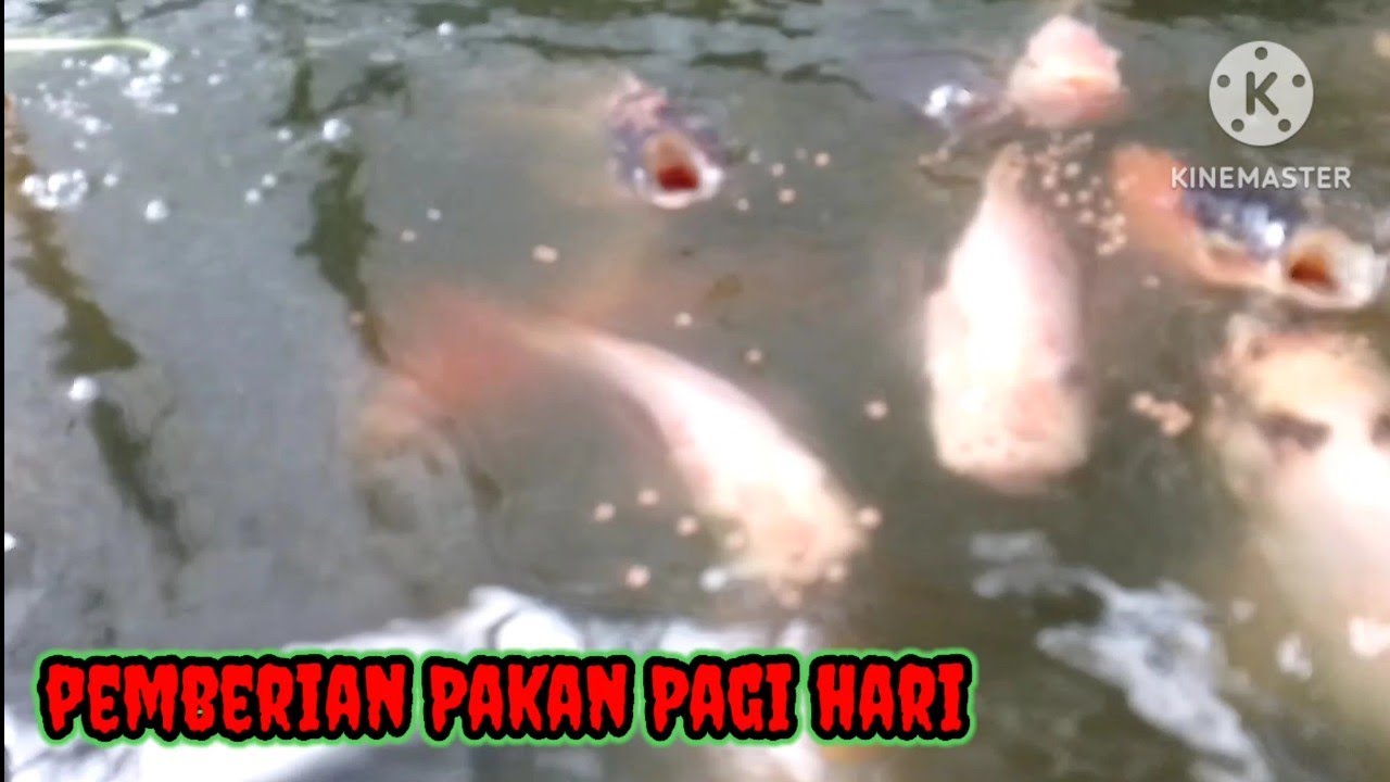 PEMBERIAN PAKAN PAGI @primechannelnila #fishing #fish#kolam # ...