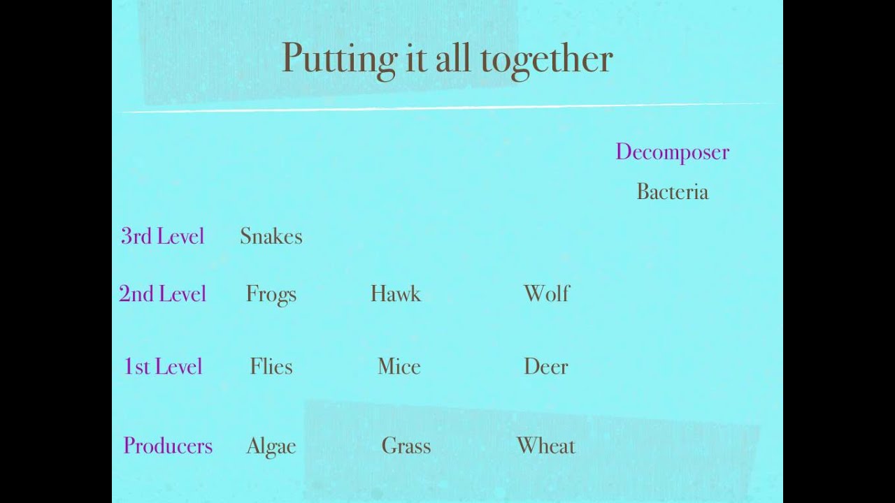Food Webs-8th grade science - YouTube