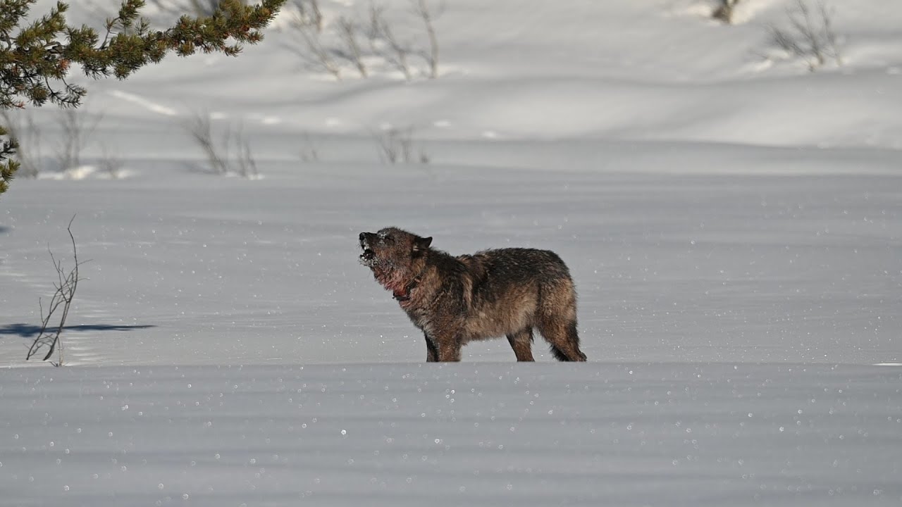 Grand Teton Wolf - YouTube