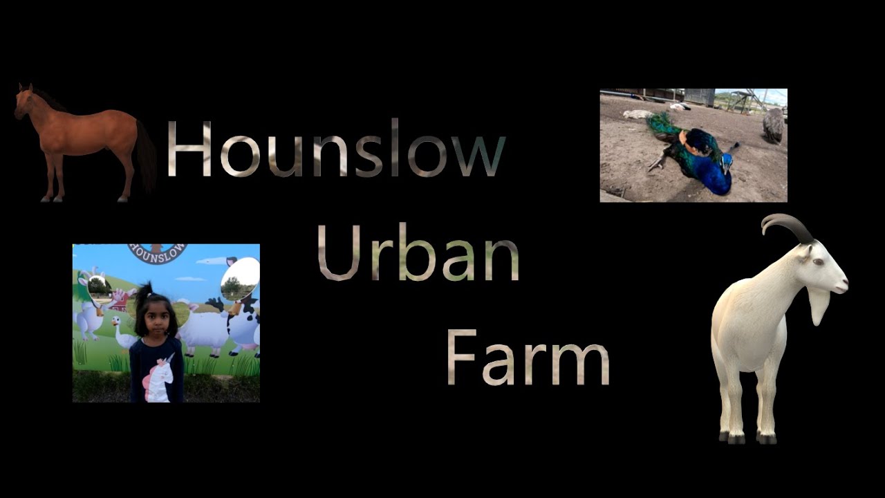 Hounslow Urban Farm: Final Part - YouTube
