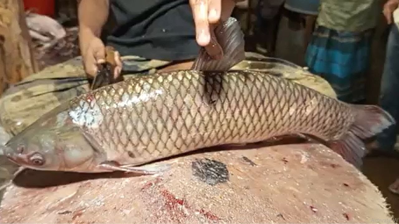 How to Cut Grass Carp Fish: Quick Cleaning & Filleting Tips - YouTube