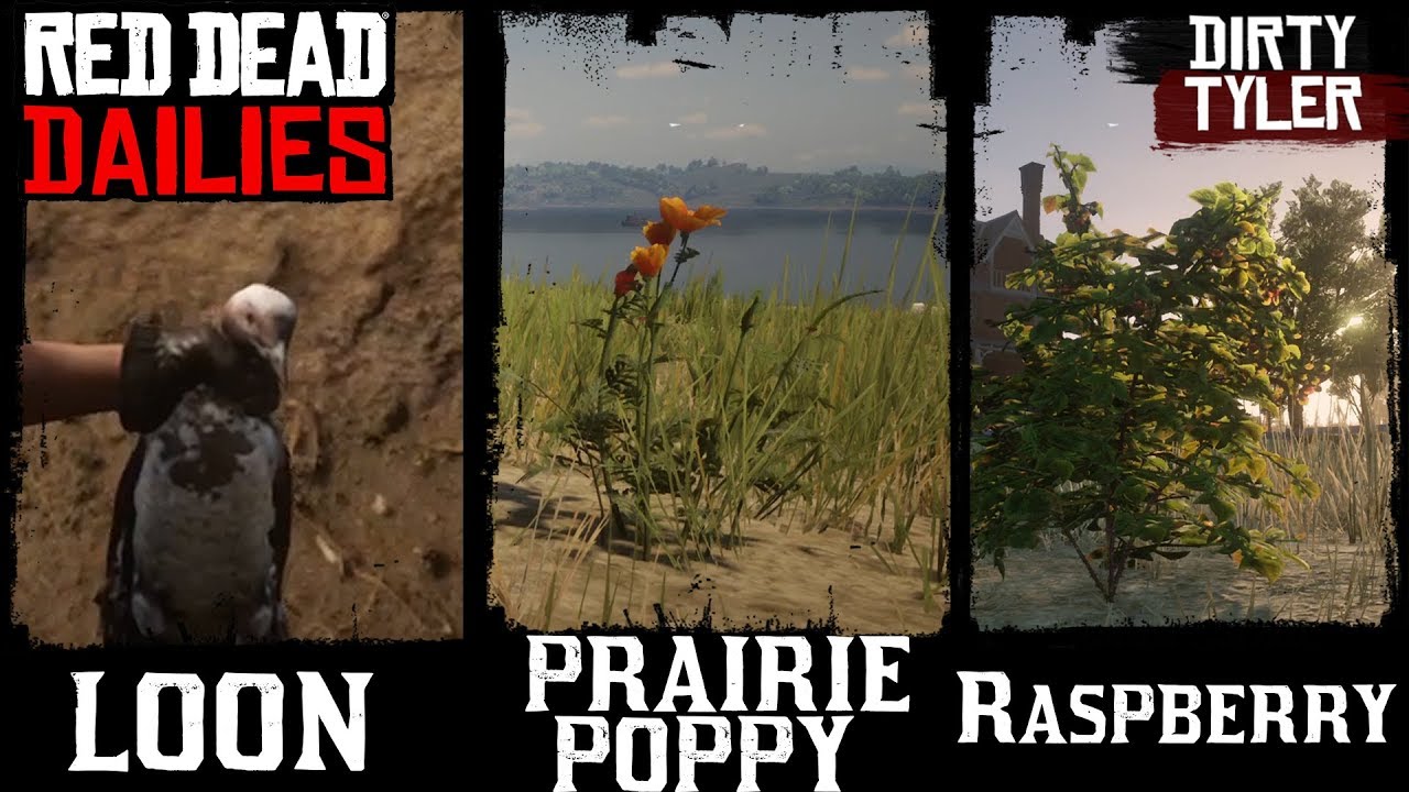 Raspberry & Prairie Poppy and same location - Loon Fence & Fence Close ...