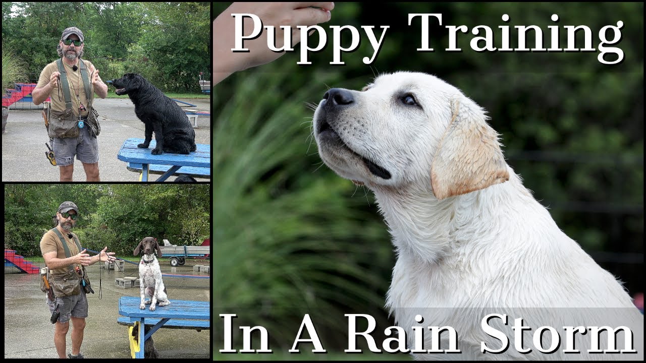 Puppy Training In The Rain | A Very Important Part of Early ...