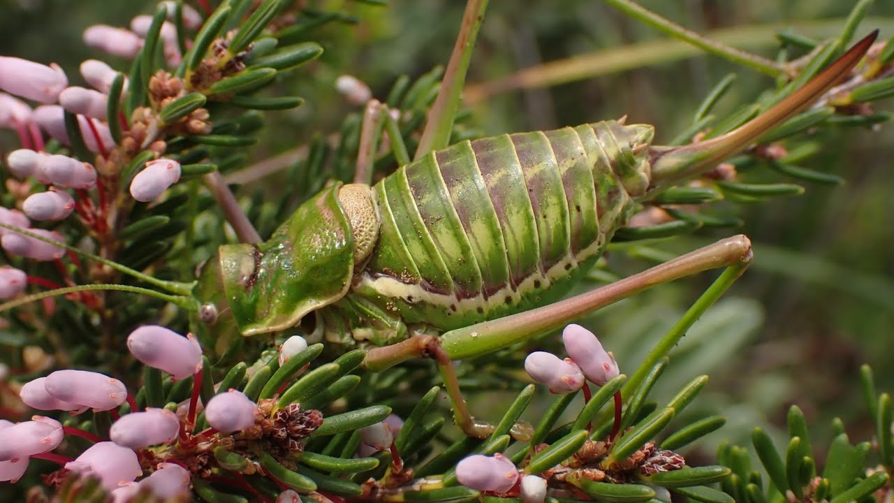 Balearic Saddle Bush-cricket (Parasteropleurus balearicus) Vrouwtje ...