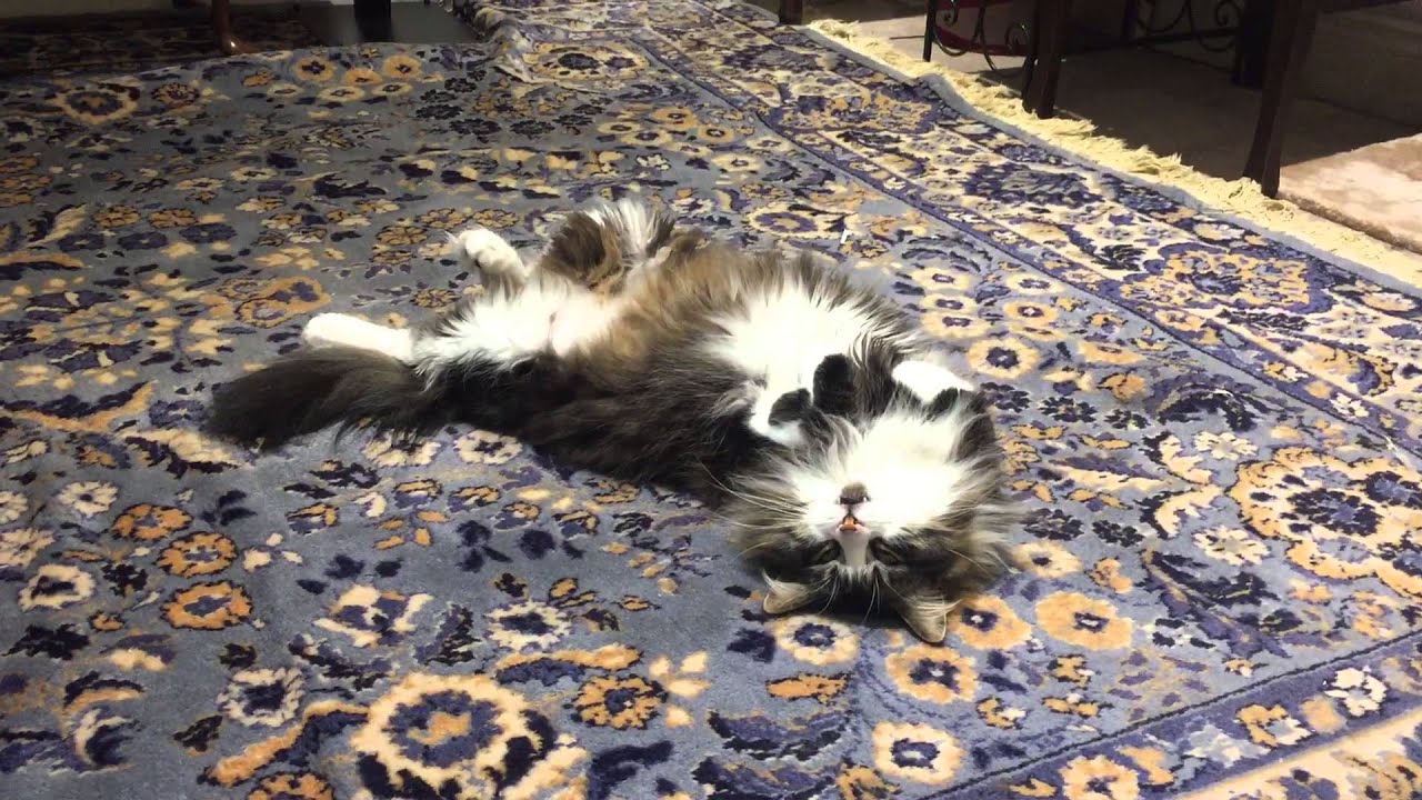 Darwin the Maine Coon is STARVING! - YouTube