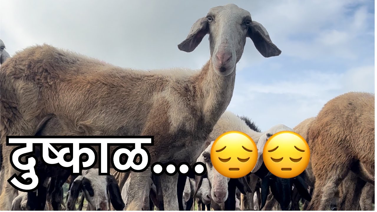 साकट दुष्काळाचे…..🥹😔 | drought in Maharashtra | dushkal | dukha padana ...