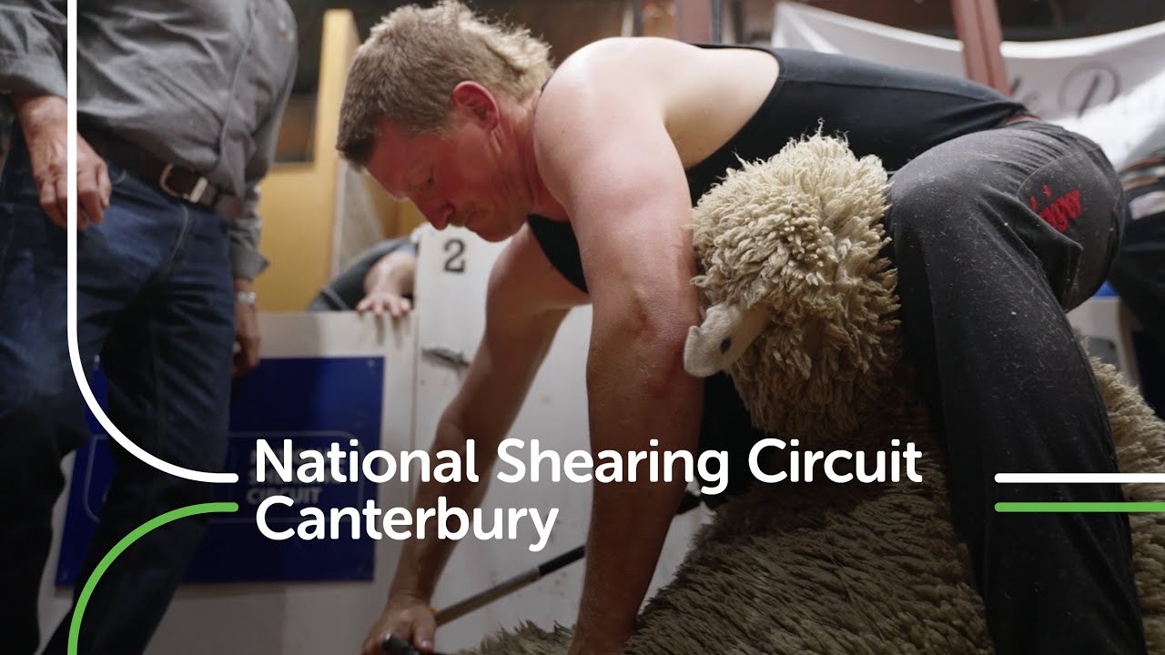 A champions look inside the National Shearing Circuit competition - YouTube