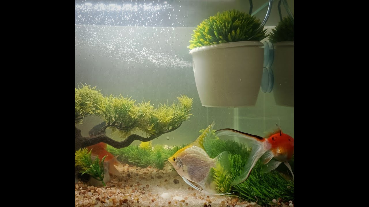 Decorative Aquarium Filter by Erateck - YouTube