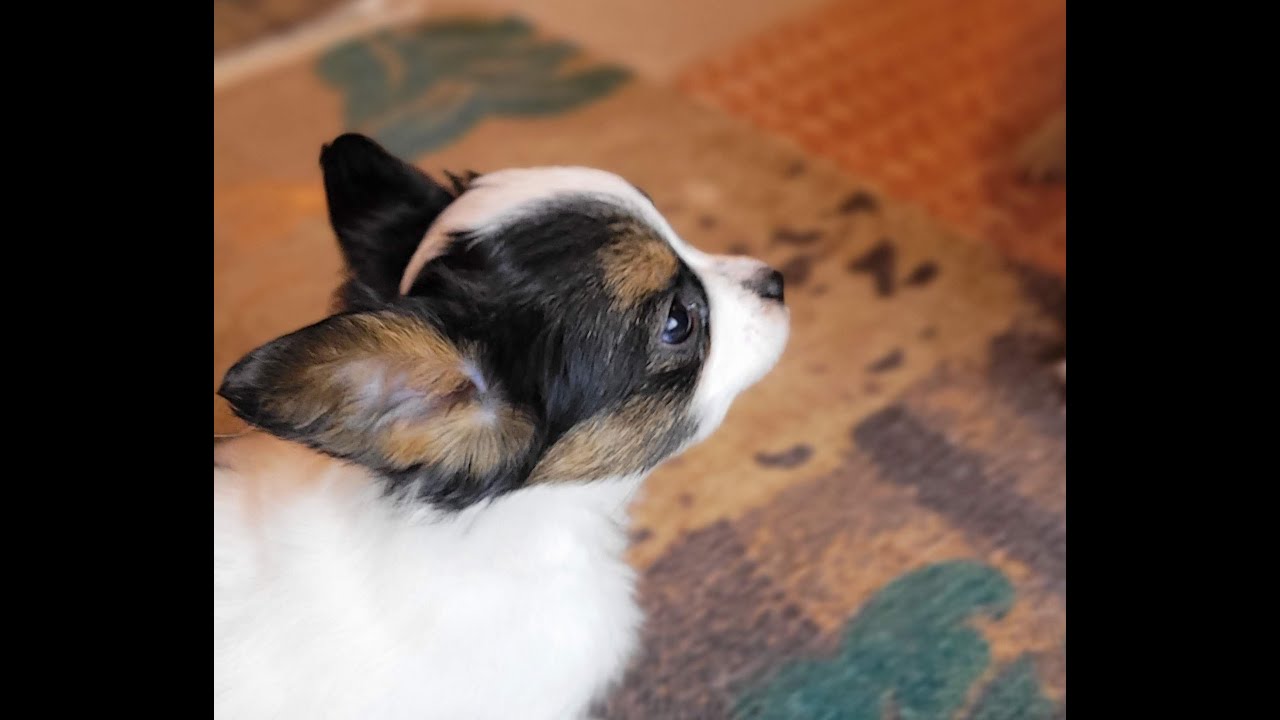 papillon girl 6 week old playing with mom and dad - YouTube