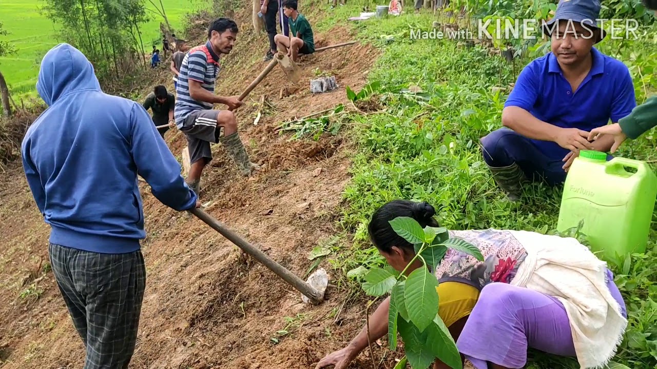 Tree Plantation Programme 2020 - YouTube