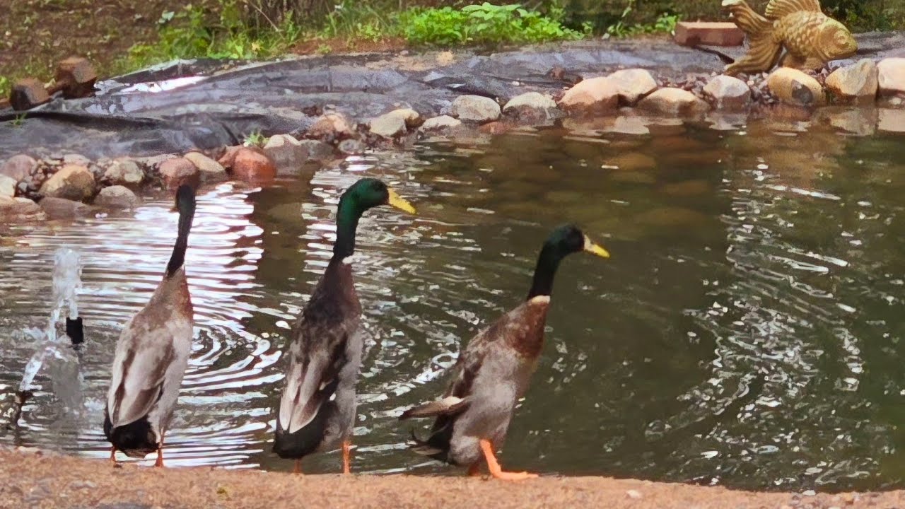 "Happy Stooges"🦆🦆🦆 taking a morning swim in Paradise Creek with Goofy ...