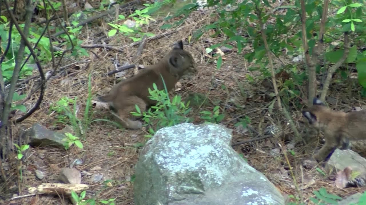 Feral Hogs Running Wild In Arkansas - YouTube