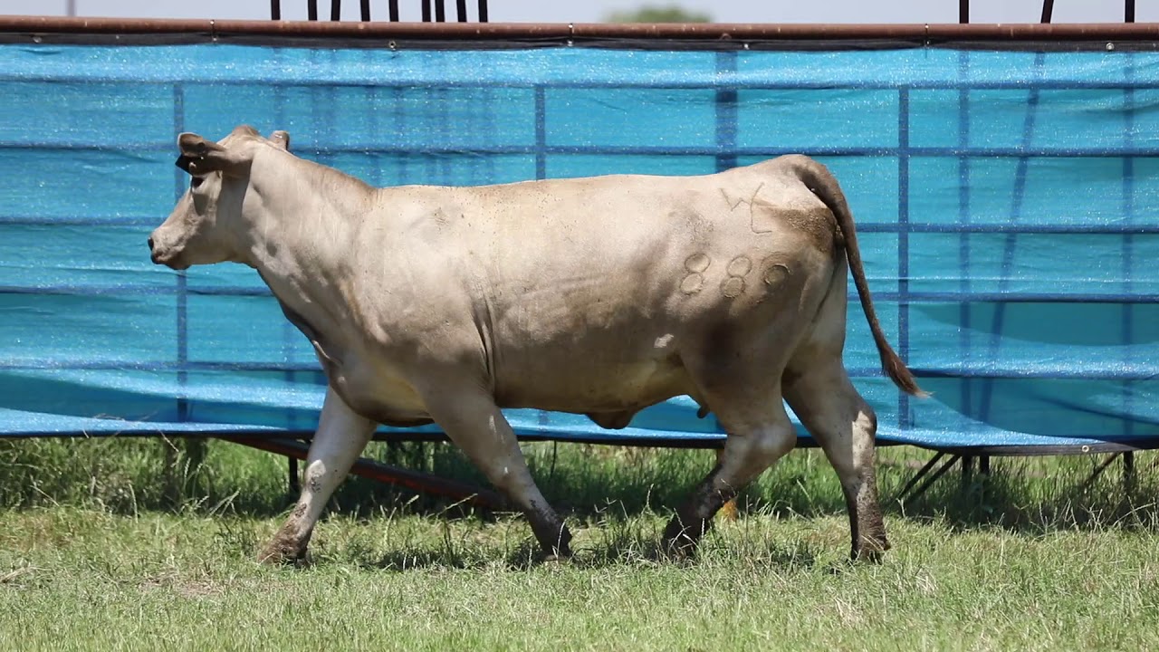 Warner Tag 5 - YouTube