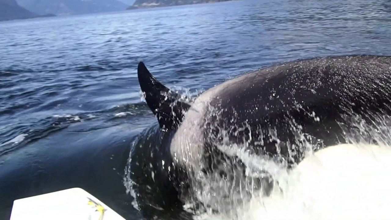 Orcas on the Hunt! Howe Sound (short version) - YouTube