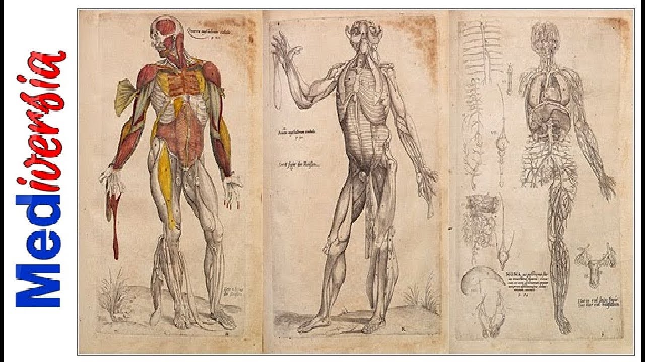 El Padre De La Anatomía