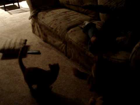 the final countdown cats! - YouTube