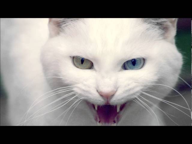 How to Confuse a Cat - Faskil: Song Lyrics, Music Videos & Concerts