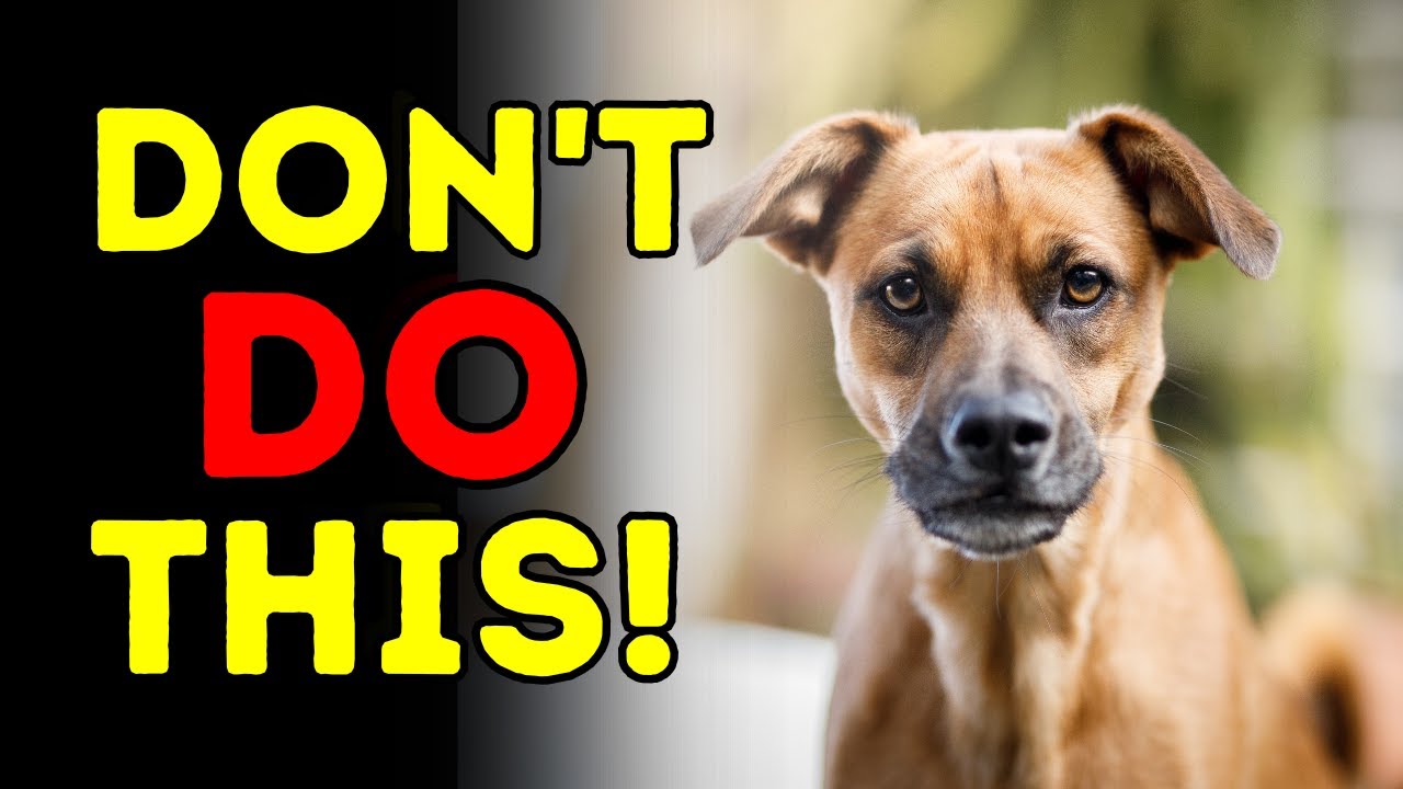Dog Owners Beware! 13 Things Dogs HATE About Humans! | Dog Cues - YouTube
