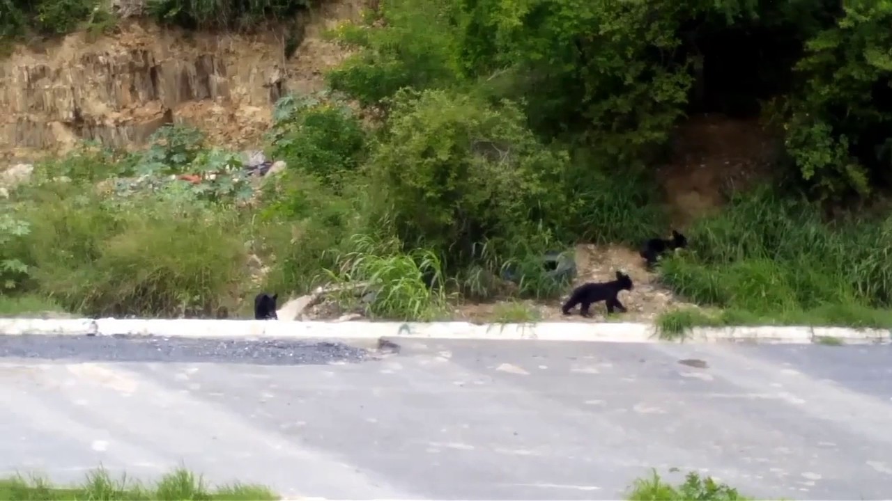 Osos en Monterrey 3 - YouTube